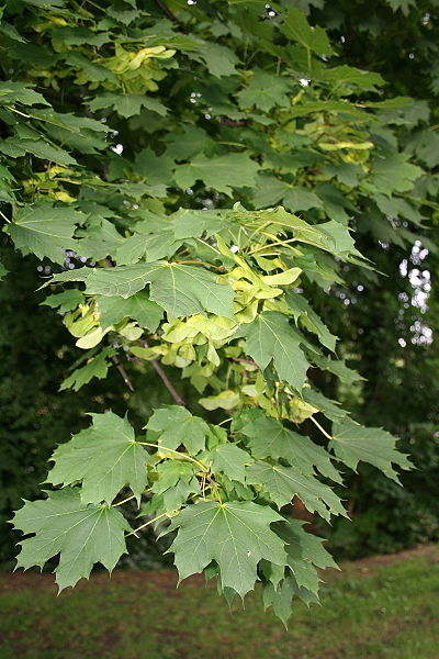 Apr20 Norway maple seed – South Cheshire Beekeepers Association (SCBKA)