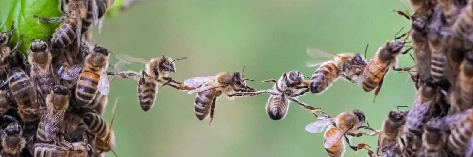 Meetings and Events – South Cheshire Beekeepers Association (SCBKA)